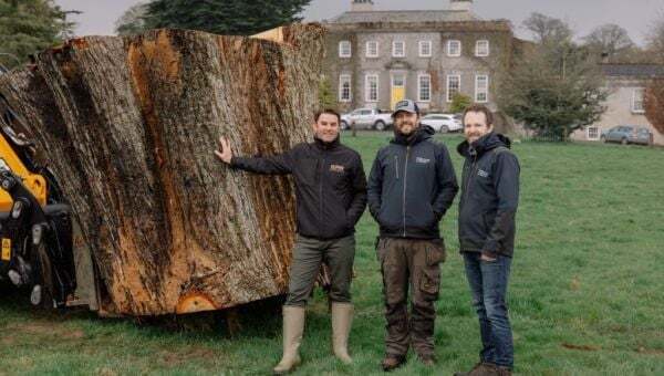 Ancient oak which fell in storm to live on as casks for revived whiskey ...