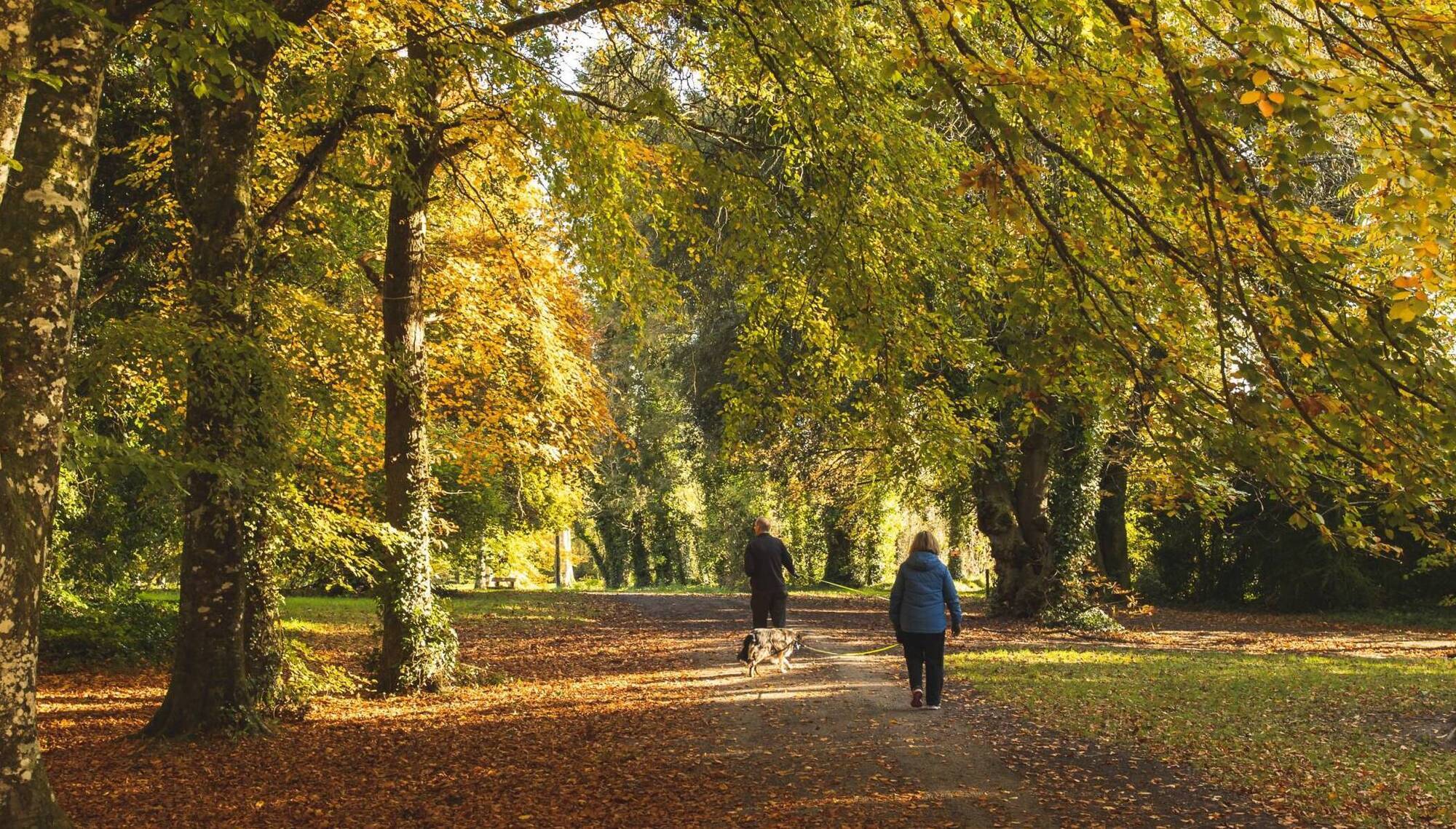 Pilot programme set to boost visitor experience at Kildare forest ...