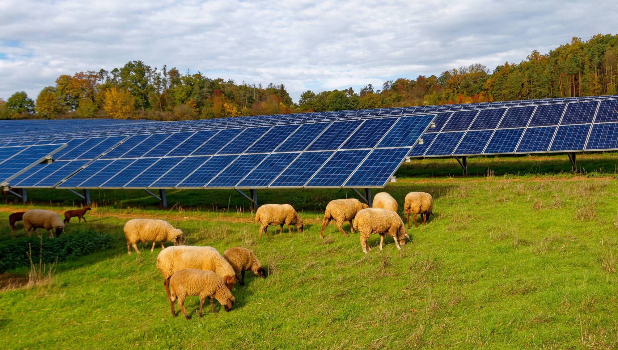 Concerns raised over solar farm near Kildare/Carlow border - News ...