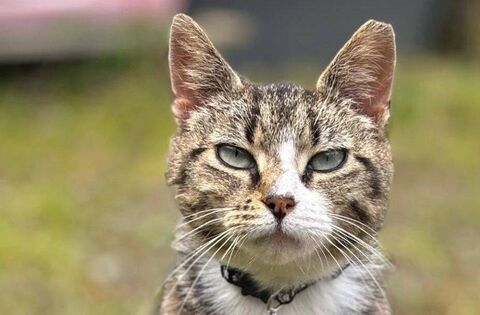 Kildare Rescue Tails: Plenty of cats need a good home - Life - Kildare ...