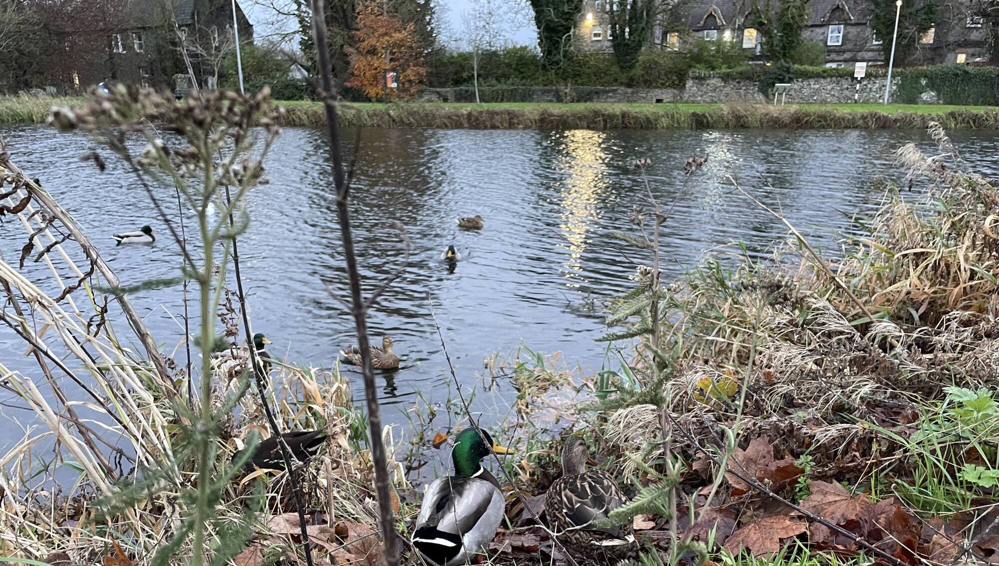 Naas lakes due for dredging - News - Kildare Nationalist