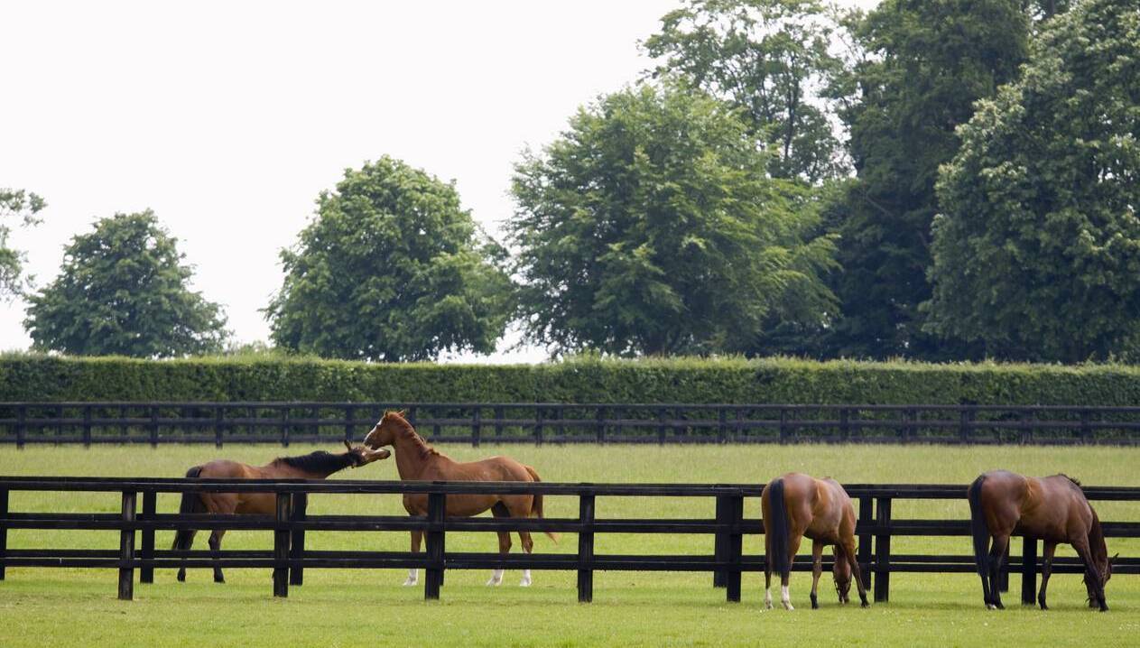 US construction tycoon to invest €10m in Kildare stud farm - News ...