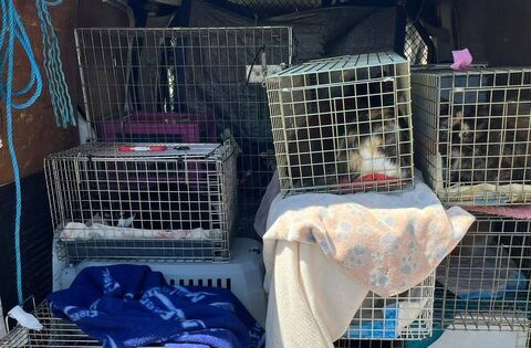 Kildare Rescue Tails: How volunteers help feral cats - Life - Kildare ...