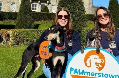 Kildare Rescue Tails: Dog festival at Palmerstown - Life - Kildare ...
